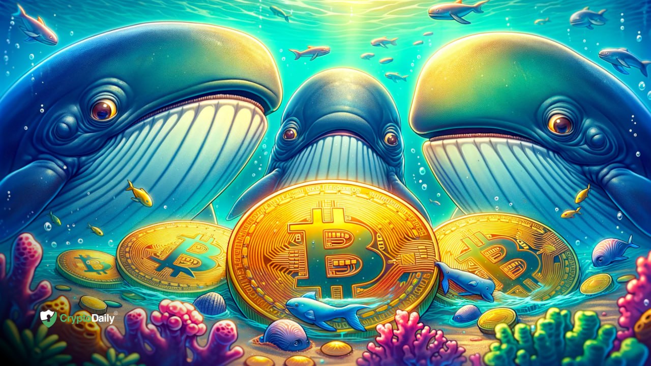 Crypto Whales keeping an eye on these 3 coins - Crypto Daily